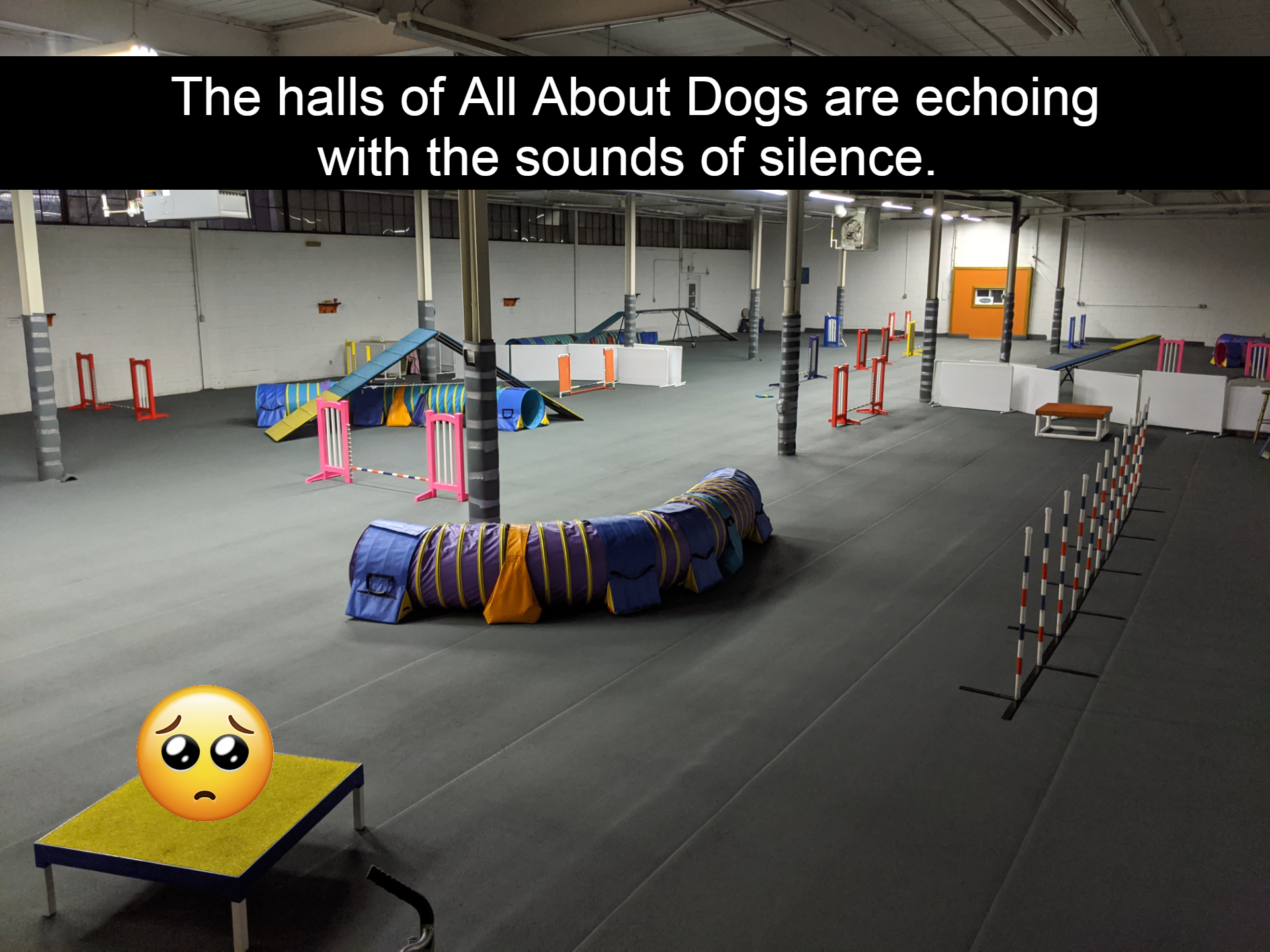 Update on the status of All About Dogs – Covid-19 | All About Dogs