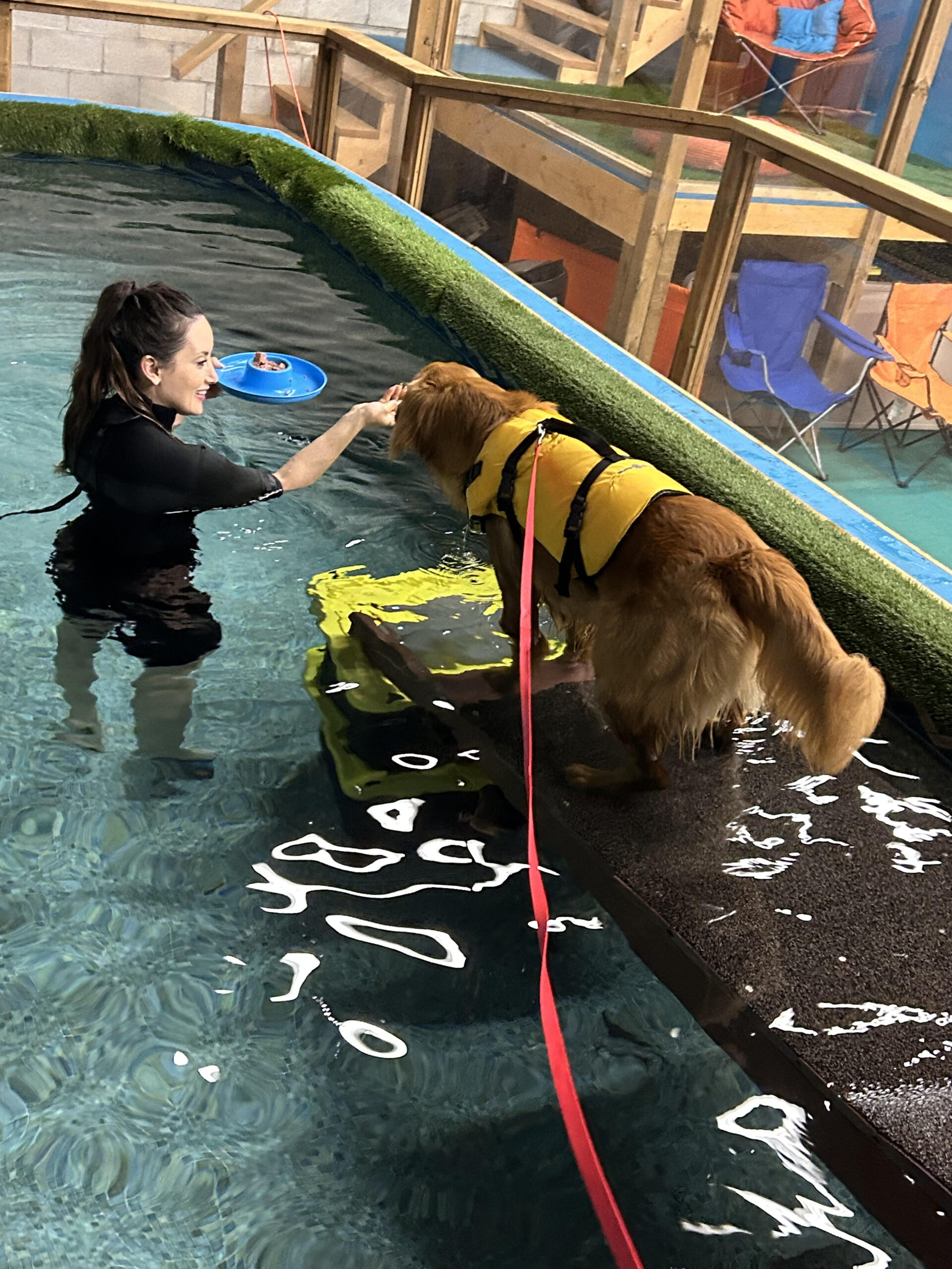 Indoor Dog Pool | All About Dogs